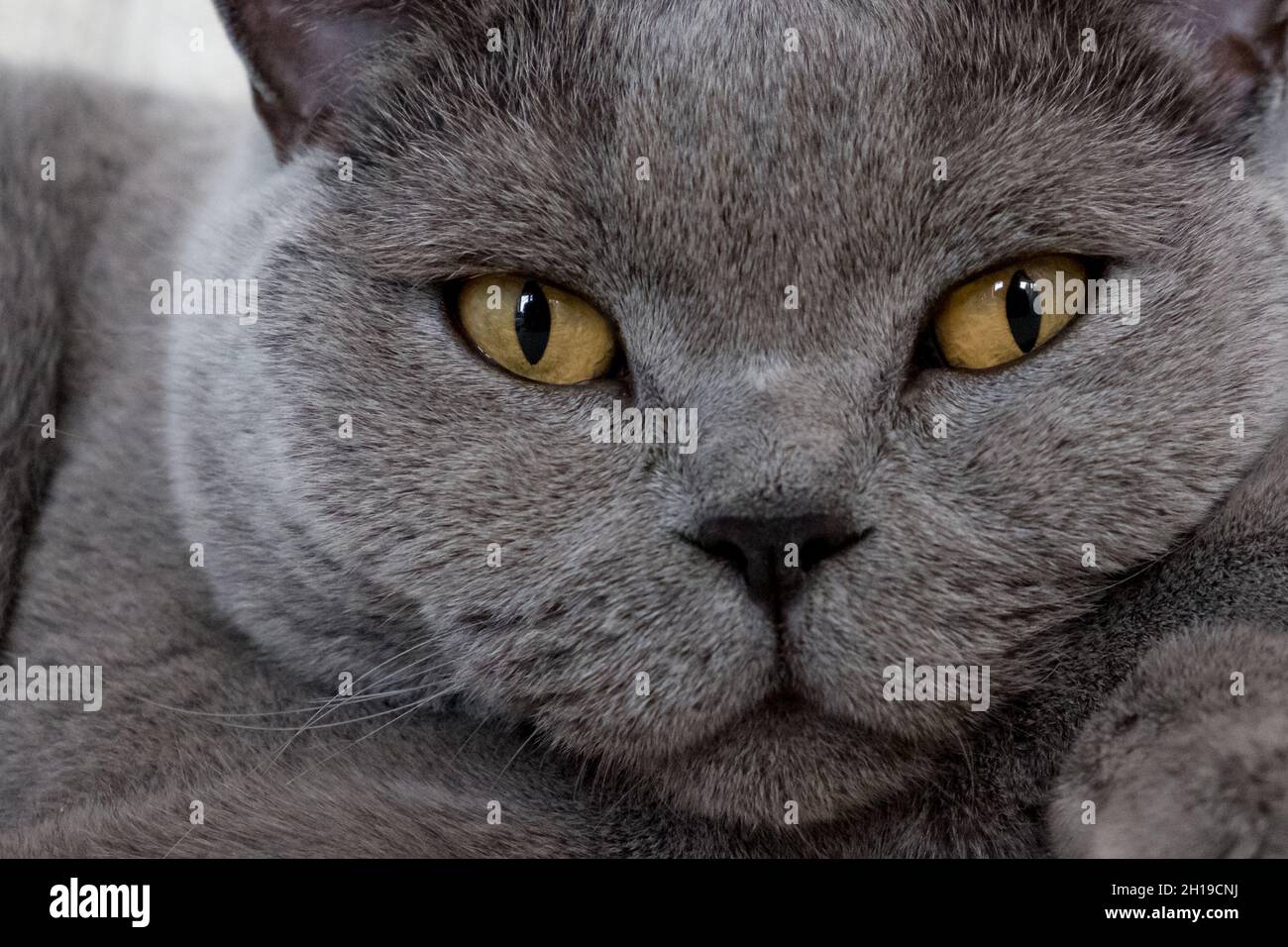 Dark tiger kitty hi-res stock photography and images - Alamy
