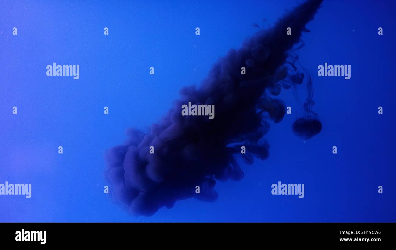 Colorful paint drops in water in slow motion. Dark blue ink paint drops ...