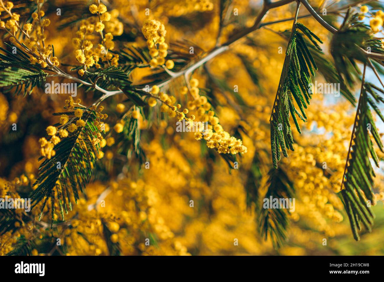 A closeup shot of a beautiful yellow Mimosa tree with green leaves ...