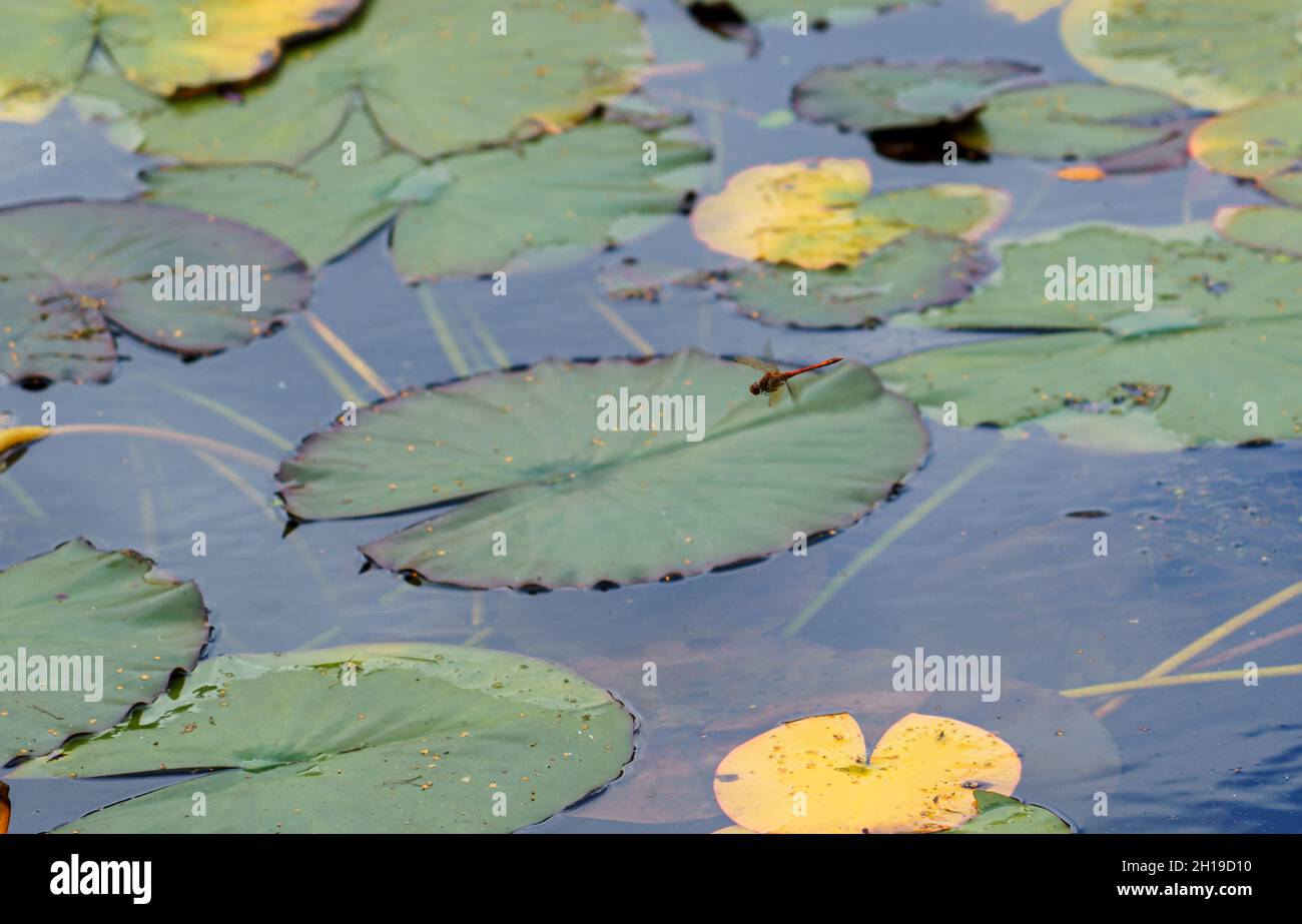 Pin mill hi-res stock photography and images - Alamy