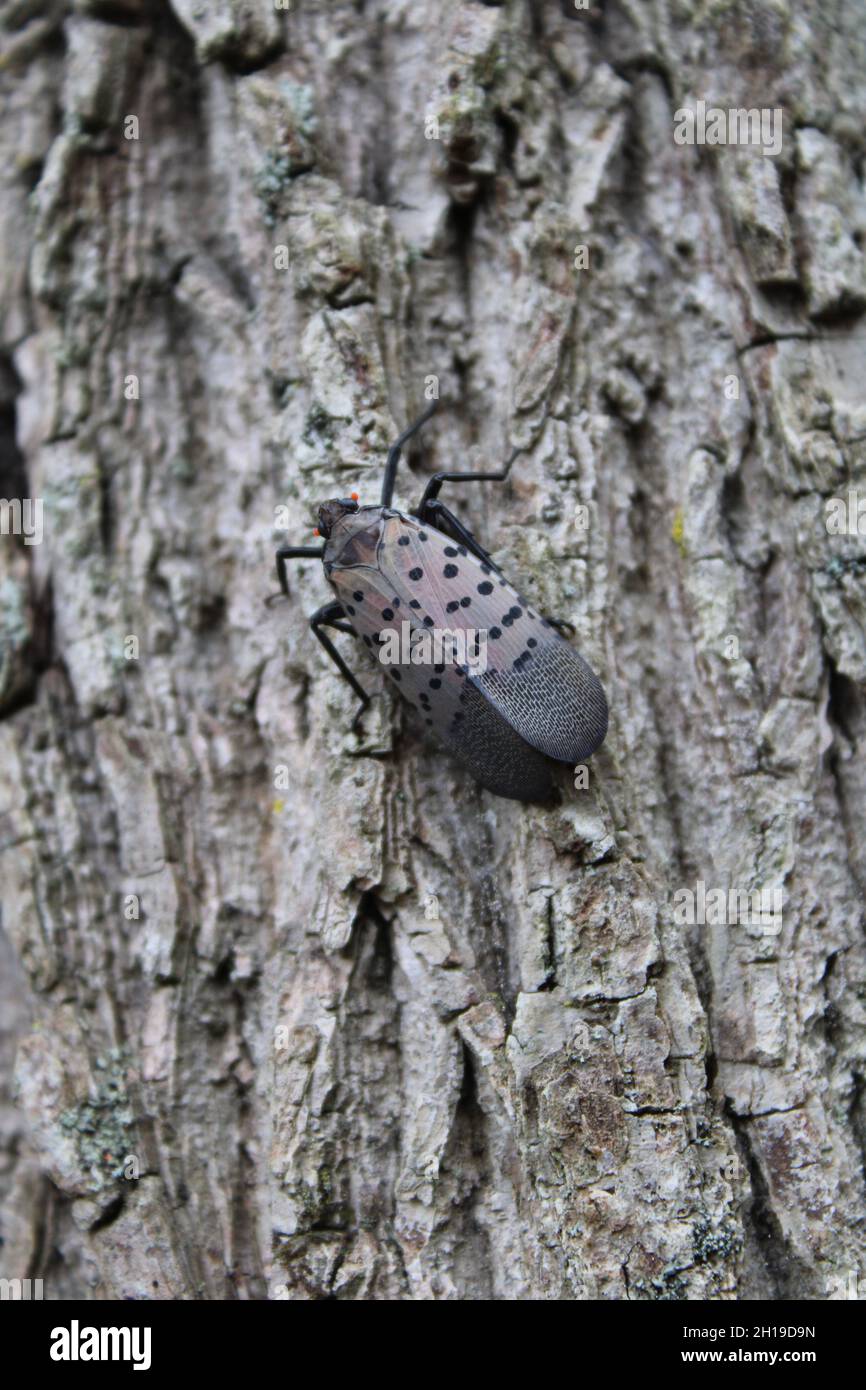 Spotted lanternfly hi-res stock photography and images - Alamy