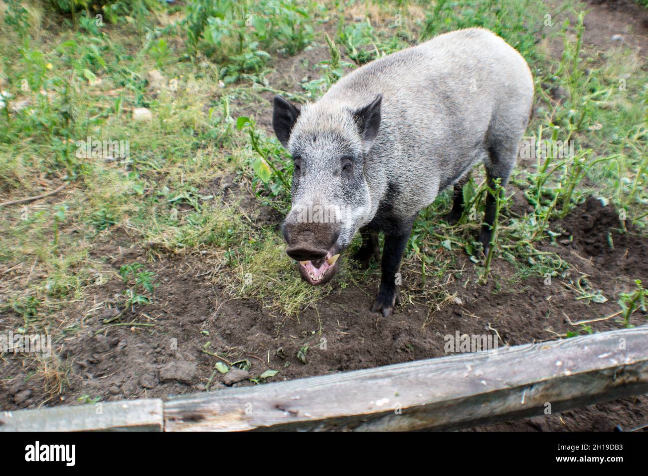 A scenic view of a cute boar on the farm Stock Photo - Alamy