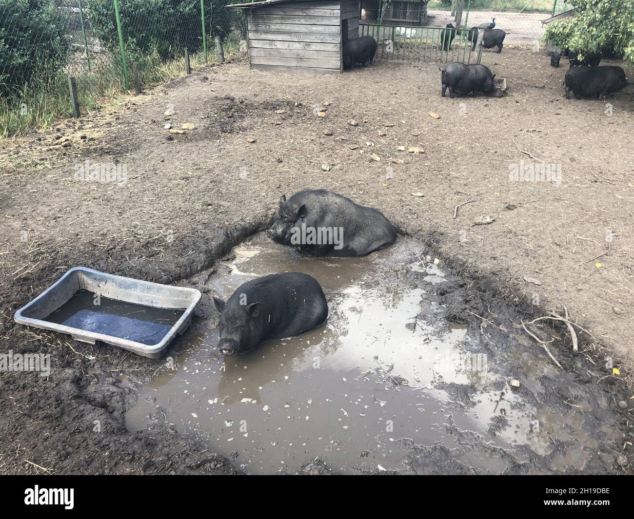 A scenic view of black cute boars on the farm Stock Photo - Alamy
