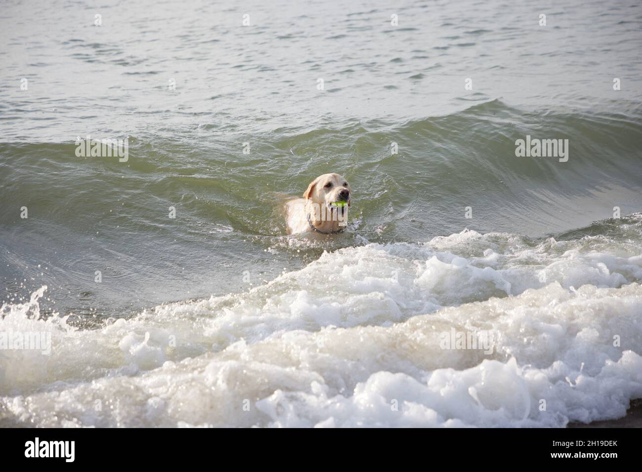 Dog bringing ball hi-res stock photography and images - Alamy