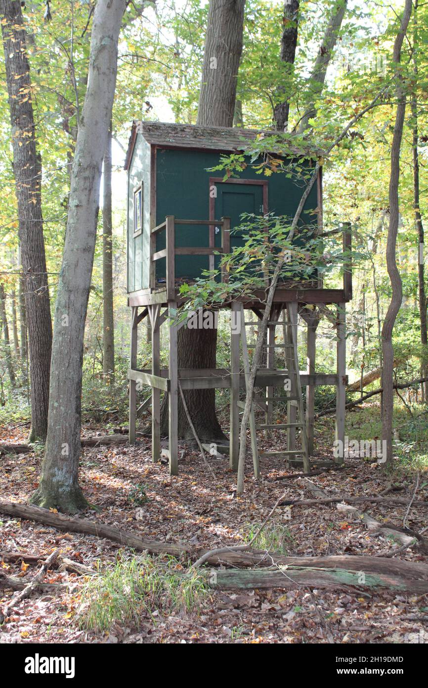 A Simple Green Treehouse in the Woods Stock Photo - Alamy
