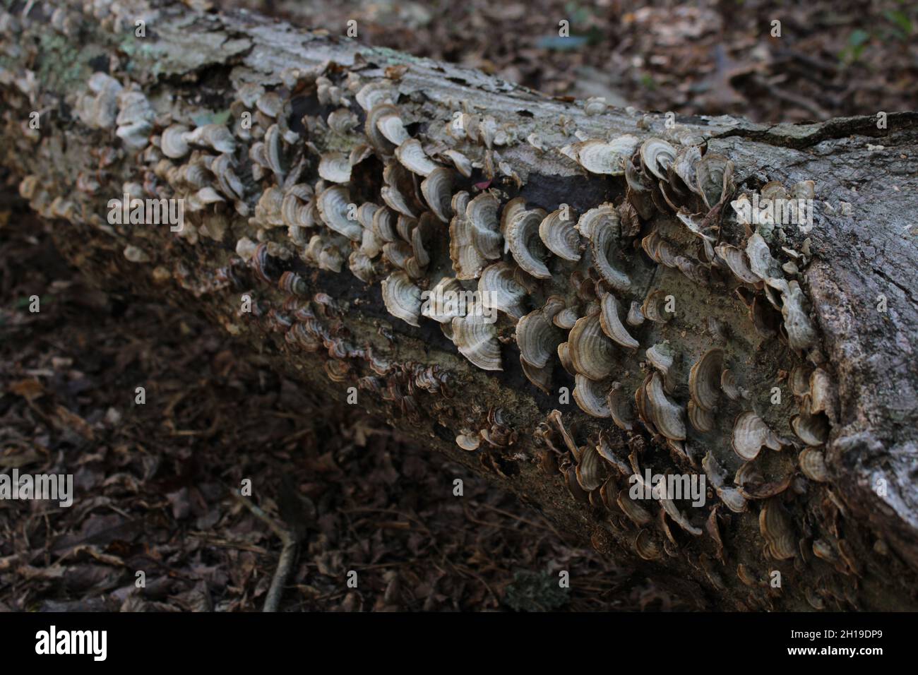 Brown Polypore Mushrooms Growing on the Side of a Fallen Tree Stock ...
