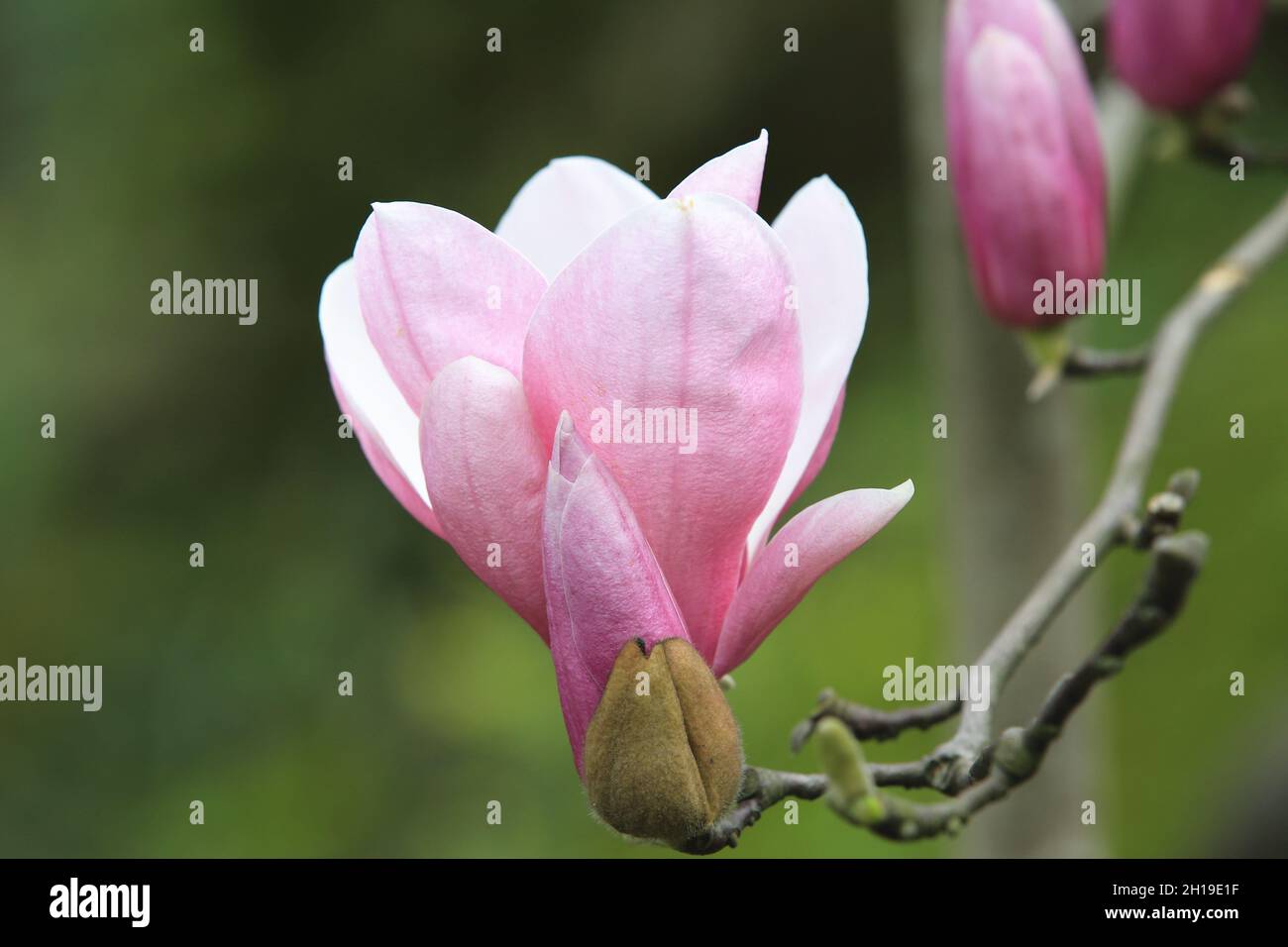 Lotus-flowered Magnolia(Southern Magnolia,Loblolly Magnolia,Bull Bay ...