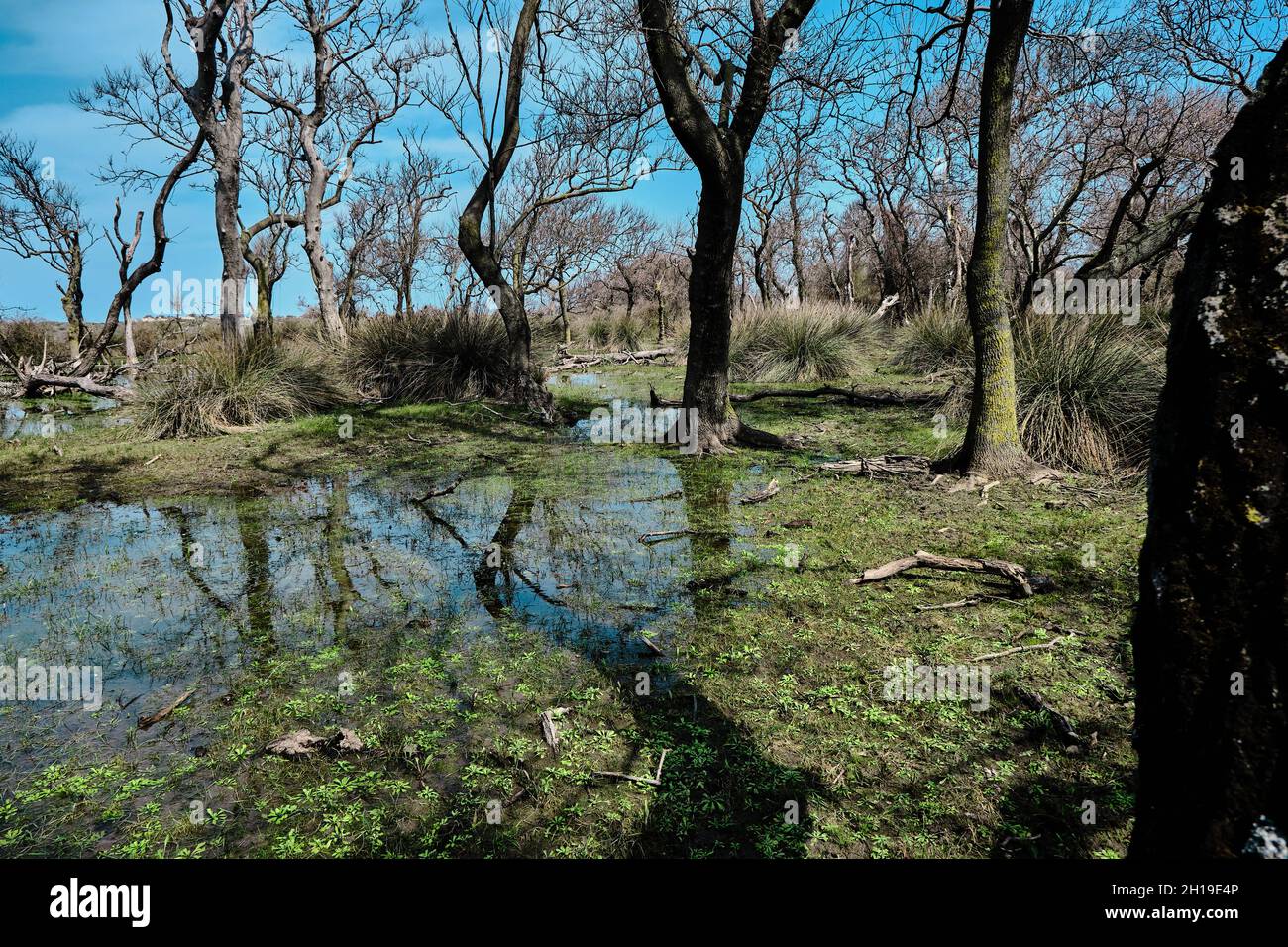 Nature in floodplain in Karacabey Turkey. Trees extends to sky and many ...