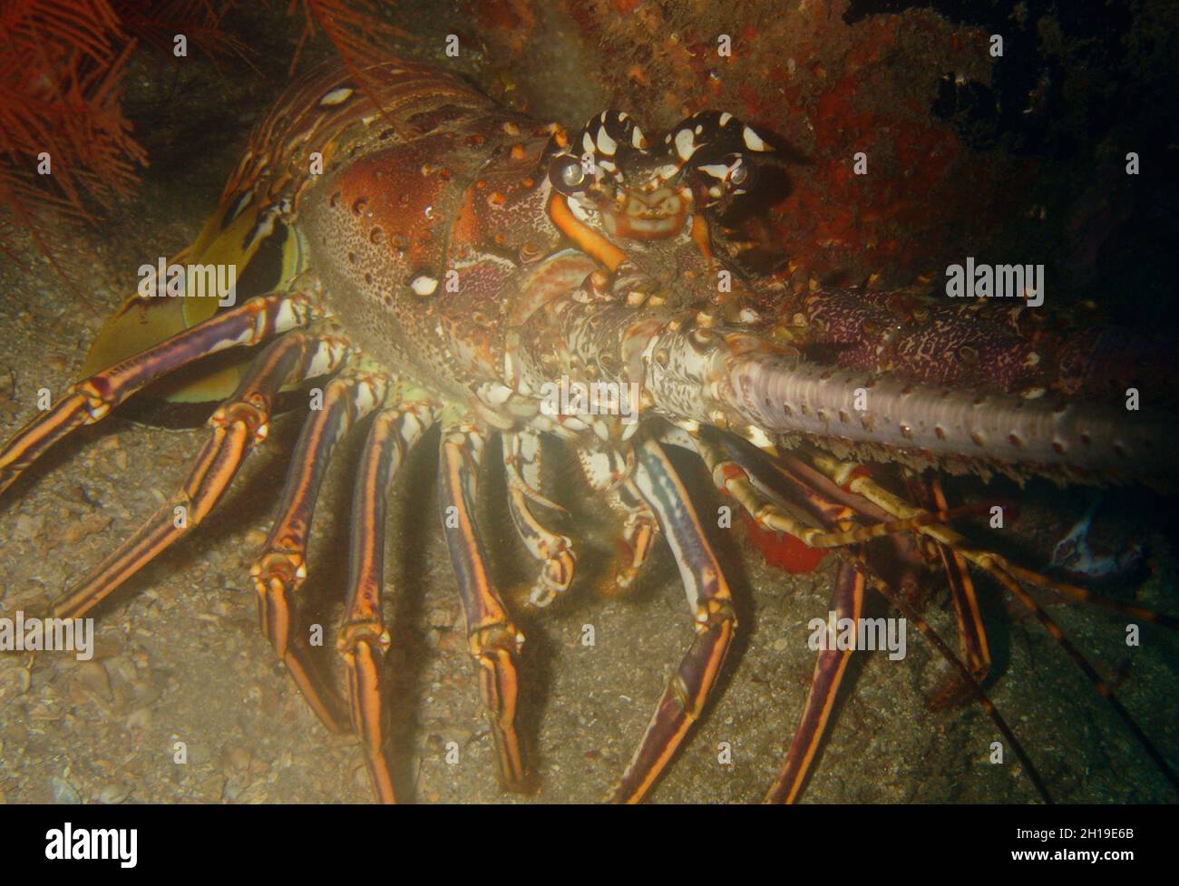 An underwater shot of commonly caught species of spiny lobster ...