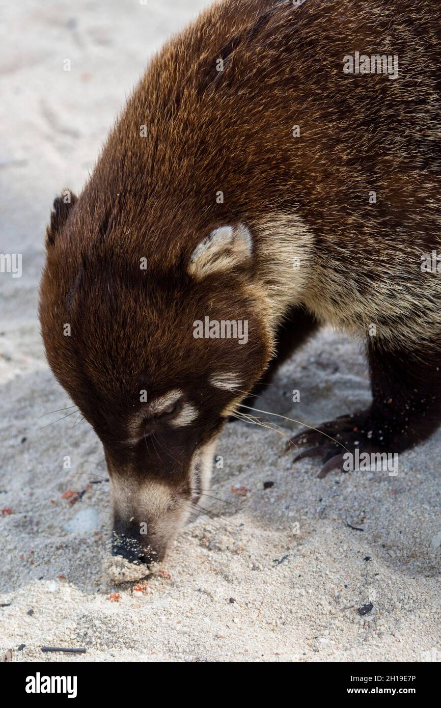 A critically endangered Cozumel coatimundi, Nasua nelsoni, endemic to ...
