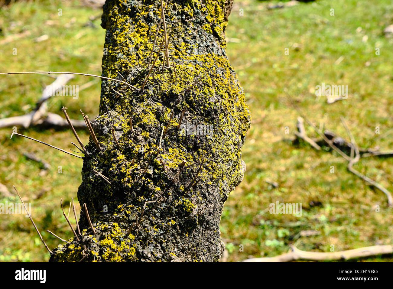 Old tree body covered by moss in forest in floodplain, Karacabey Bursa ...