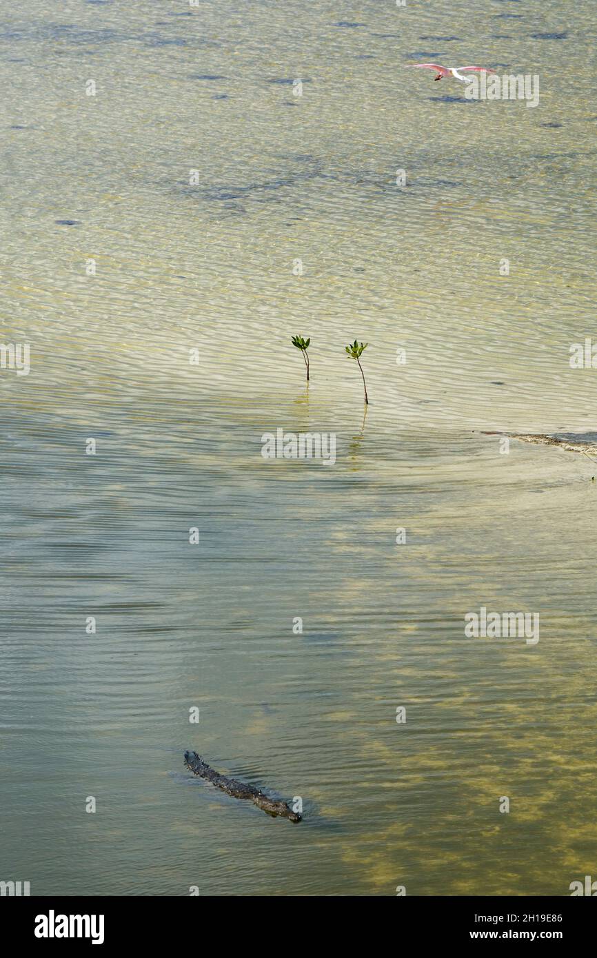 An American crocodile, Crocodylus acutus, swimming in a lagoon. A ...