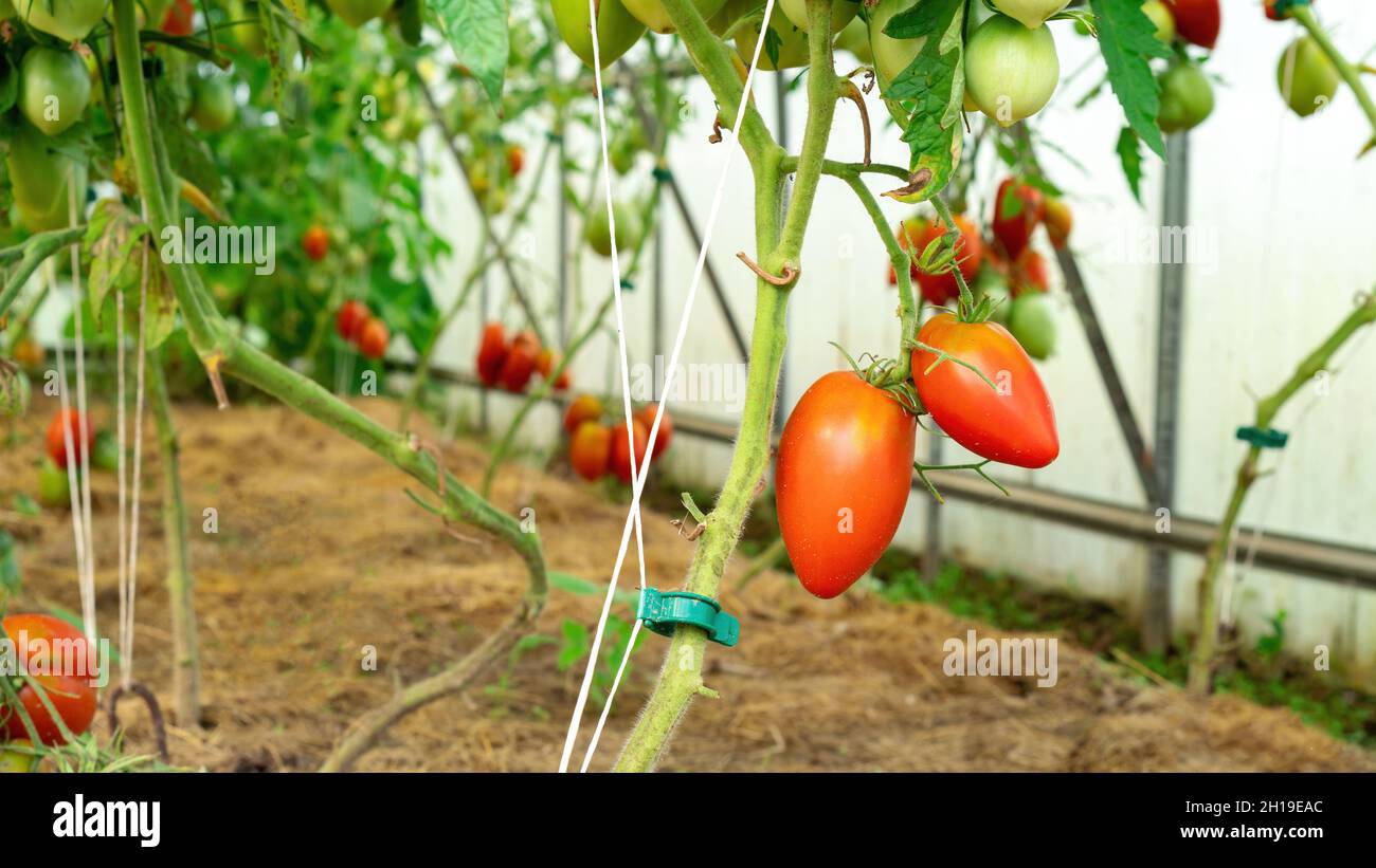 Tomatoes are tied to support devices in a glasshouse. How to stake ...