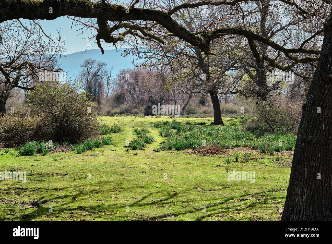 Nature in floodplain in Karacabey Turkey. Trees extends to sky and many ...