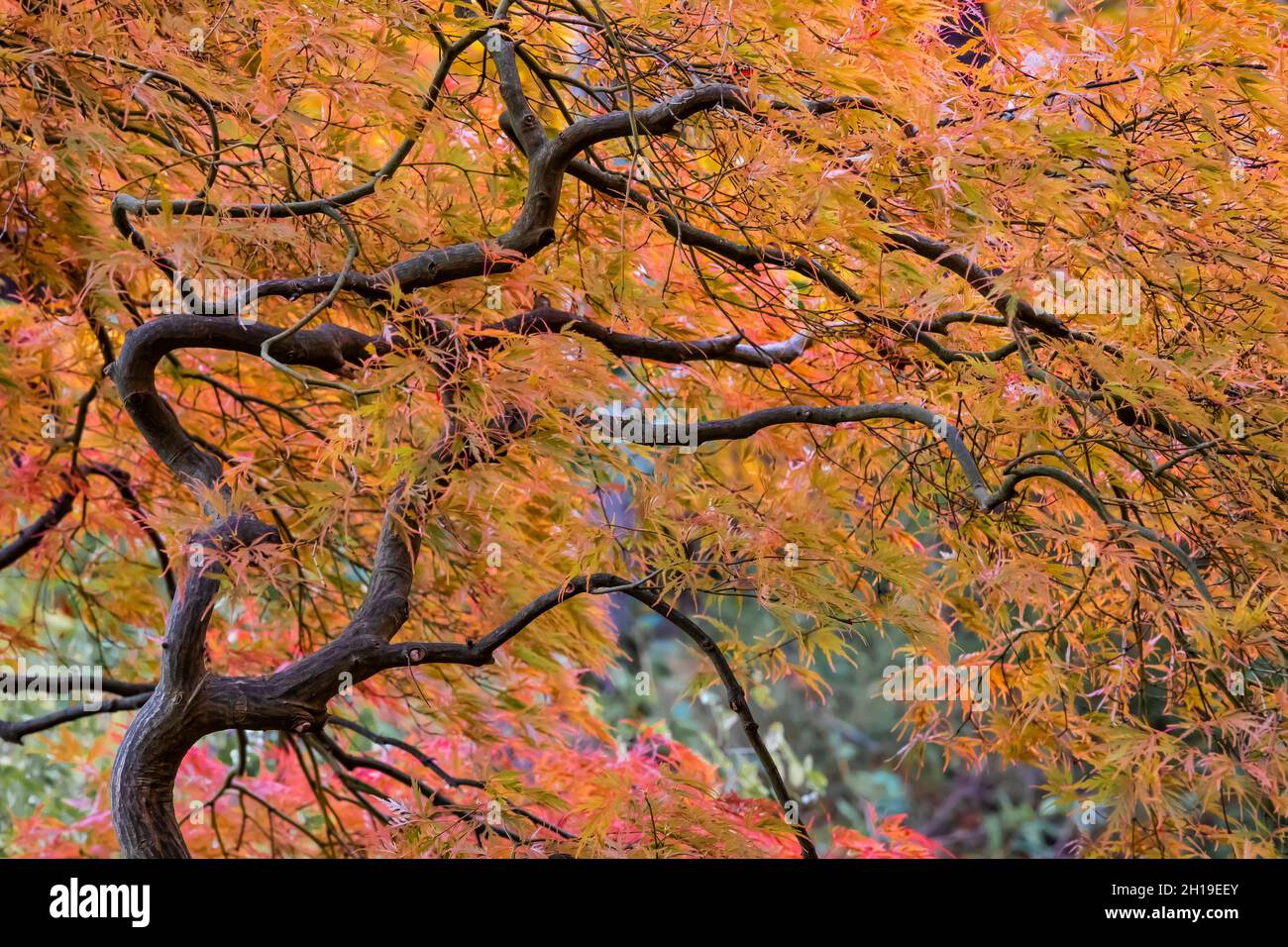 Splendor of colors hi-res stock photography and images - Alamy