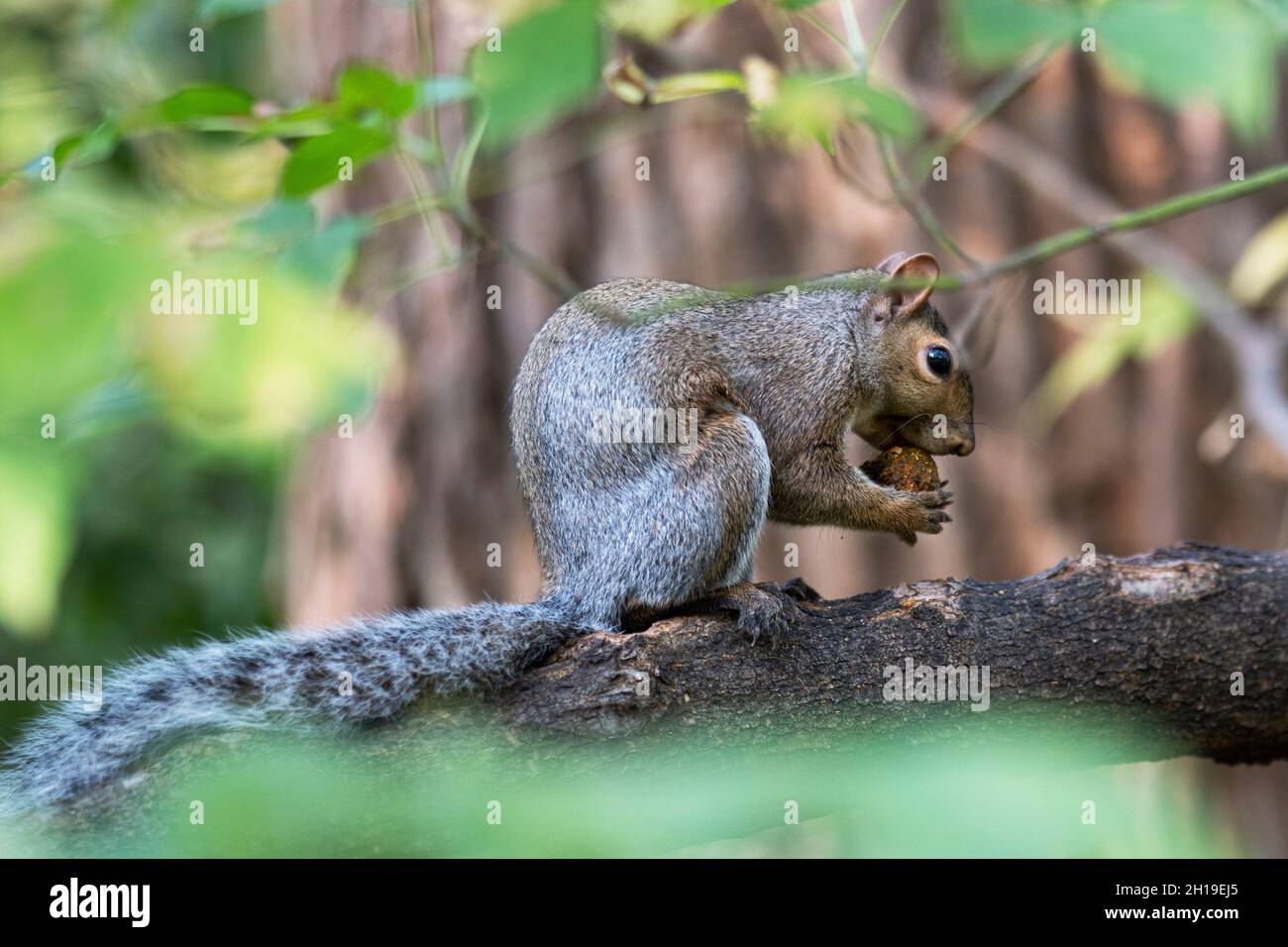 Grey squirrel tree hi-res stock photography and images - Alamy