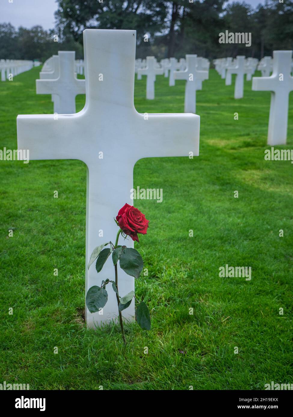 The white grave cross in the memorial cemetery with trees in the ...