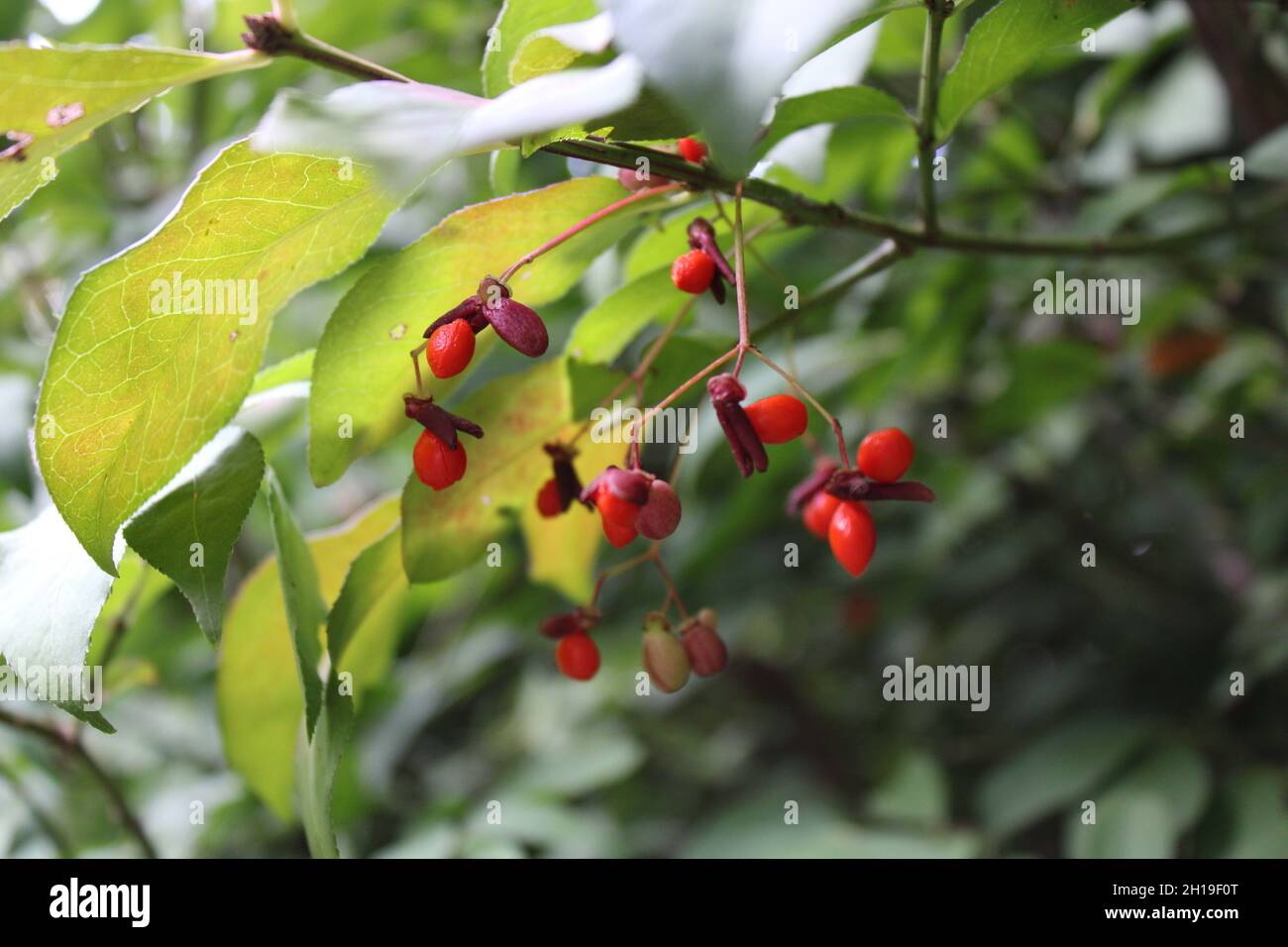 Red Berries on a Burning Bush in Autumn Stock Photo - Alamy