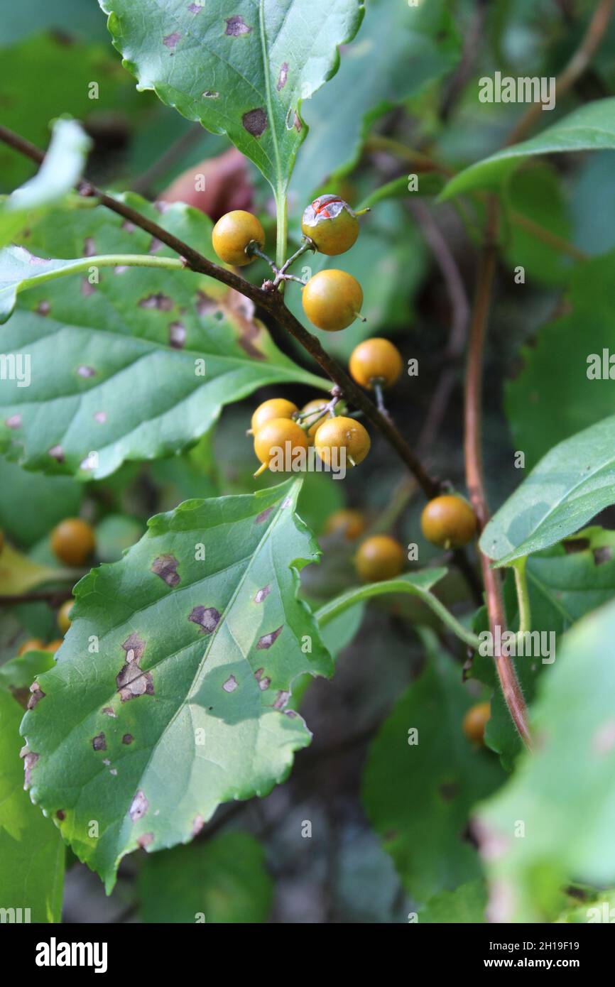 Bright yellow berries hi-res stock photography and images - Alamy