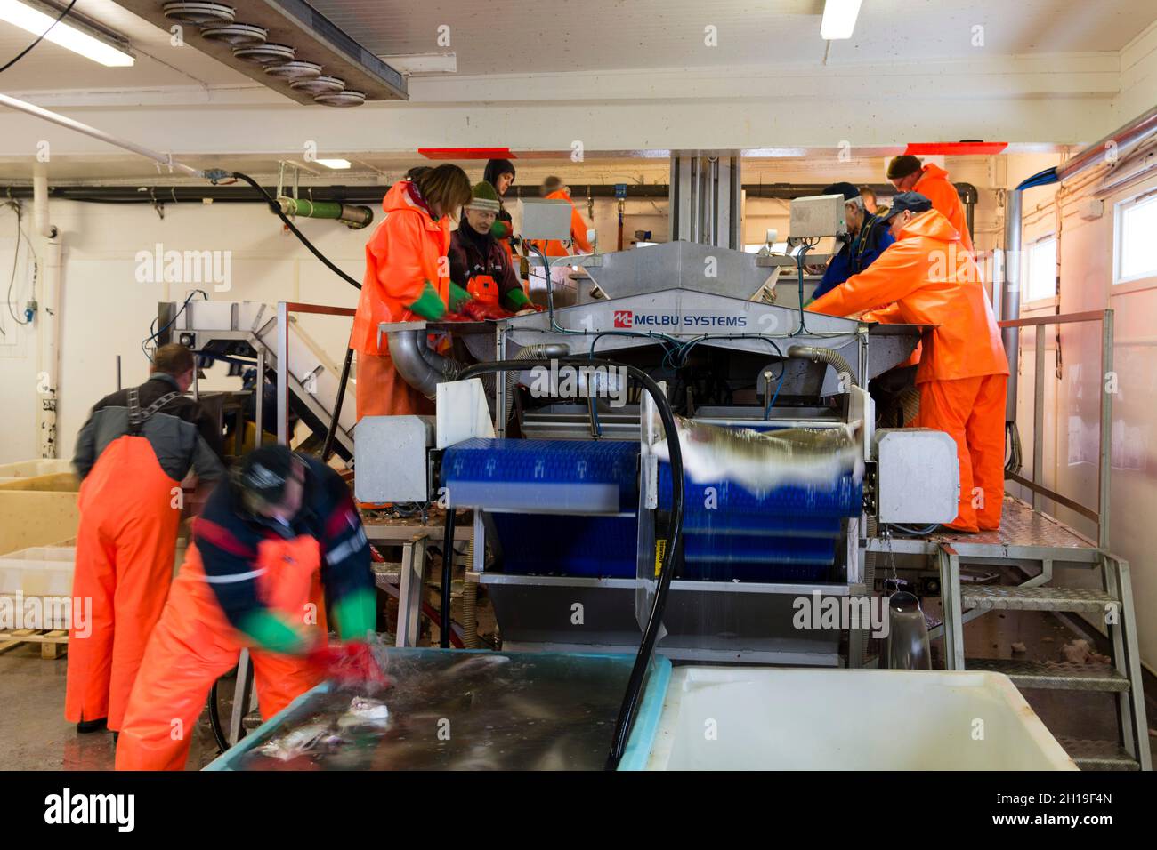 Men in bright overalls working in a cod fish processing factory ...