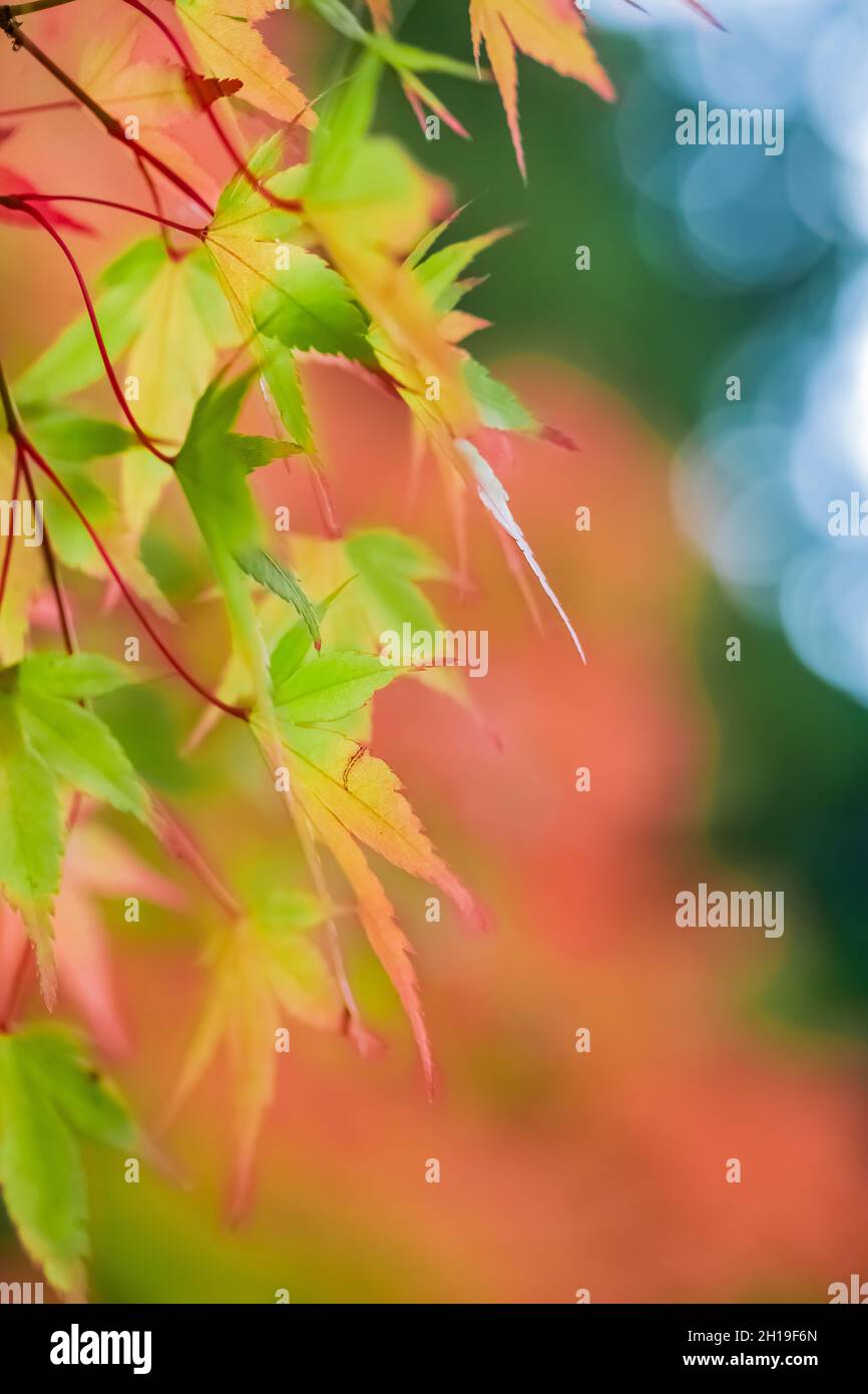 Splendor of colors hi-res stock photography and images - Alamy