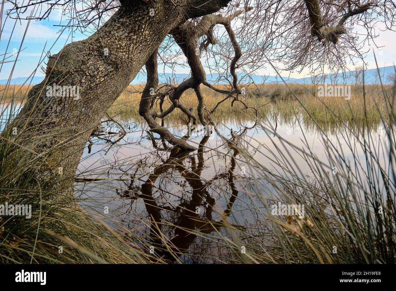 Nature in floodplain in Karacabey Turkey. Trees extends to sky and many ...