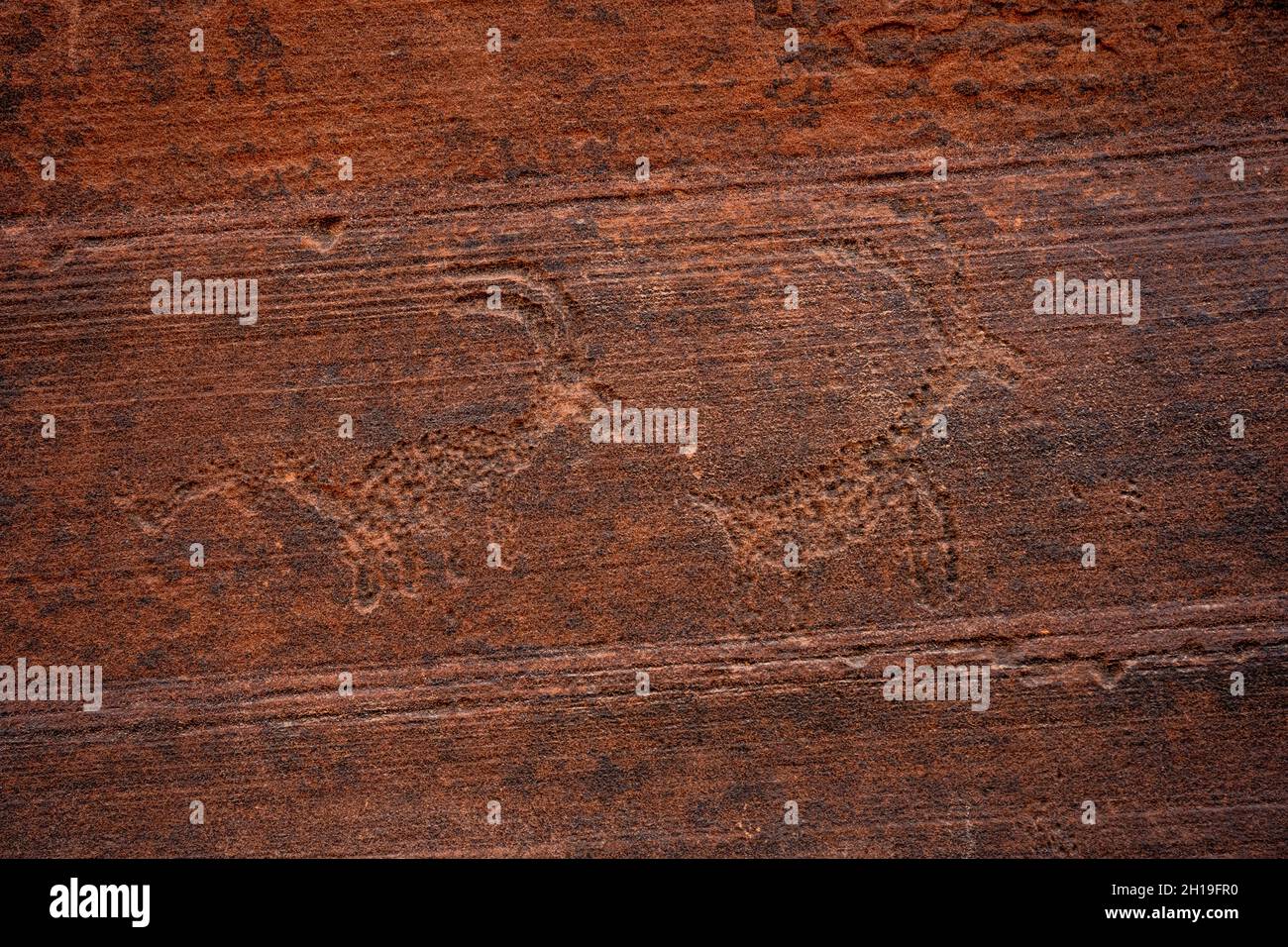 Two Animal Petroglyphs On Slickrock Wall in Buckskin Gulch Stock Photo ...