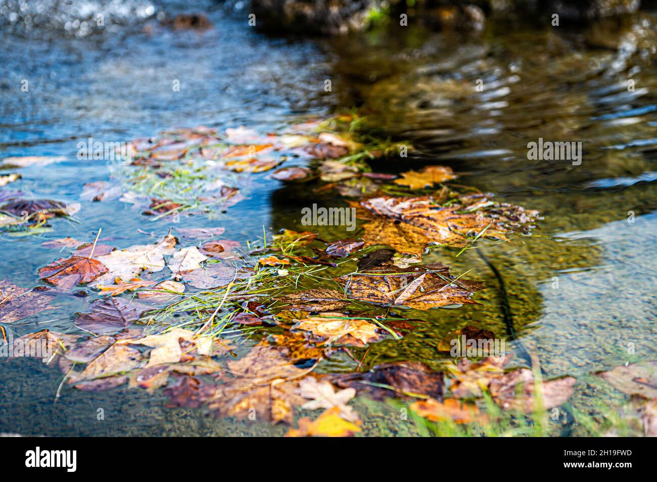 Underwater river forest leaves hi-res stock photography and images - Alamy