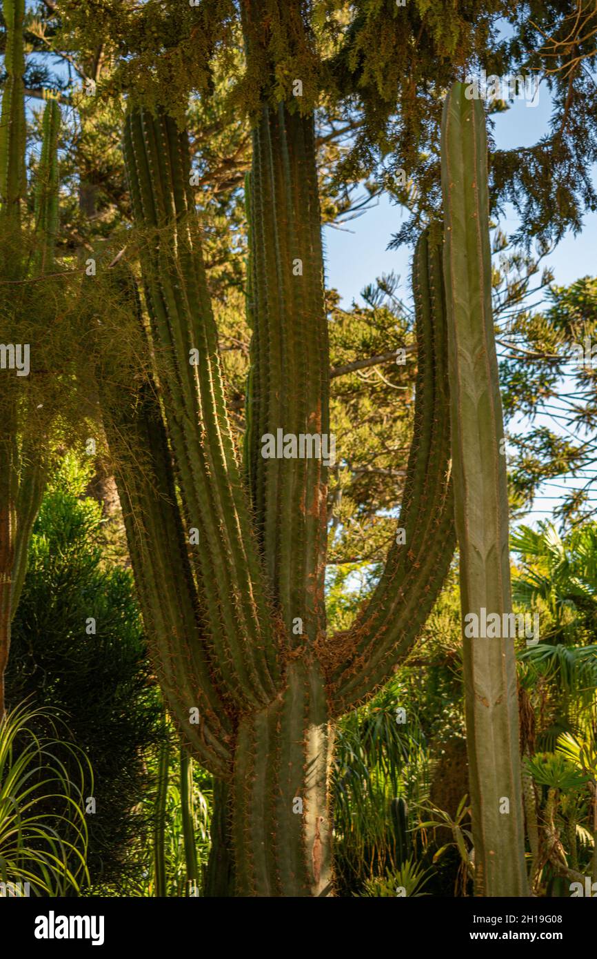 Large tall cactus plant in a park Stock Photo - Alamy