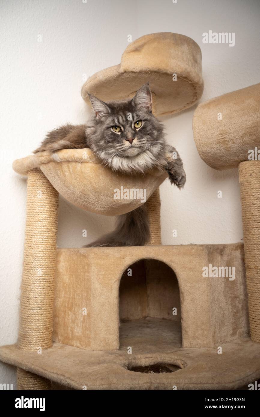 blue tabby maine coon cat resting on scratching post cat tree looking ...