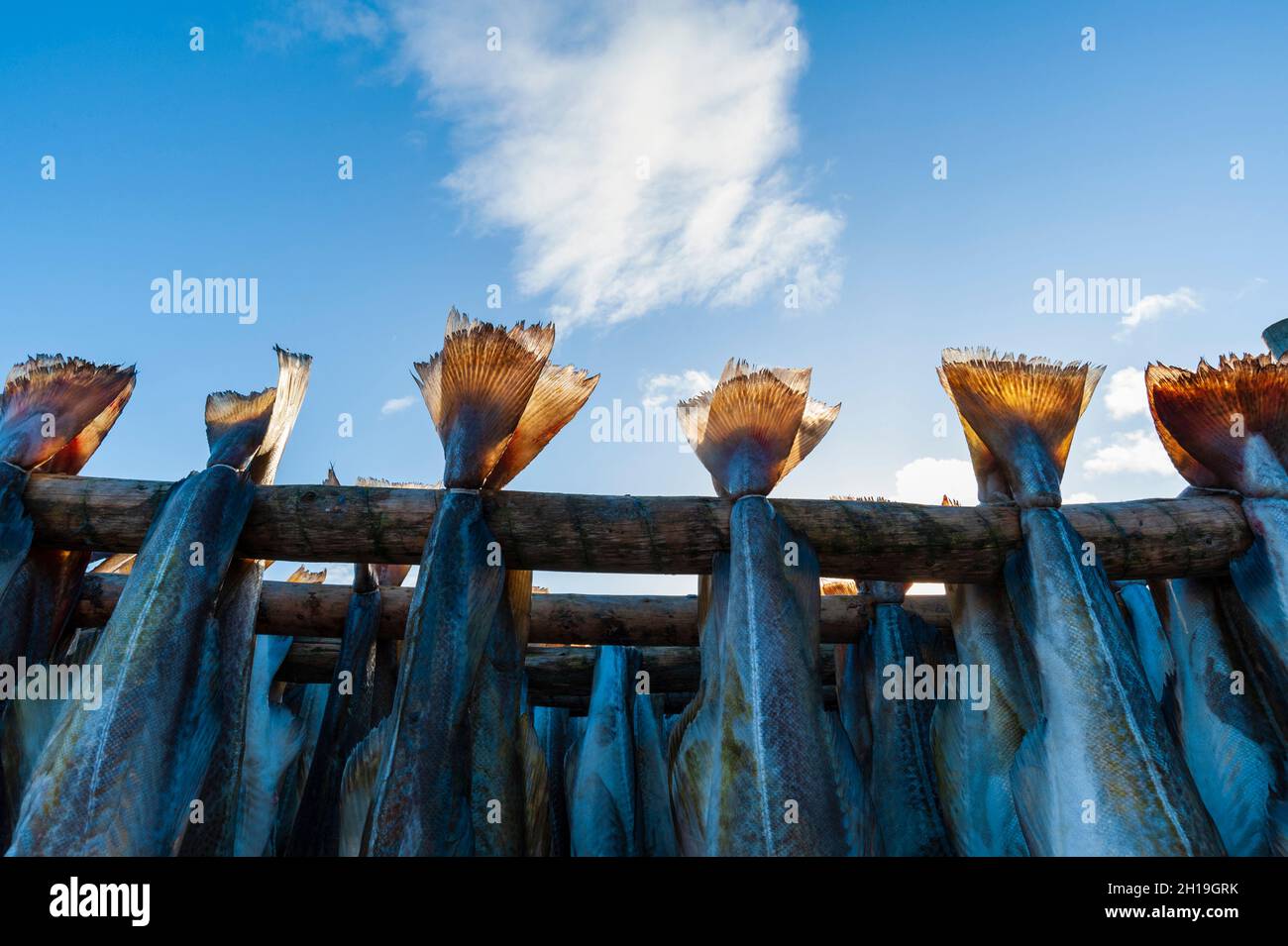 Cod fish drying on a rack in the traditional open-air way. Hamnoy ...