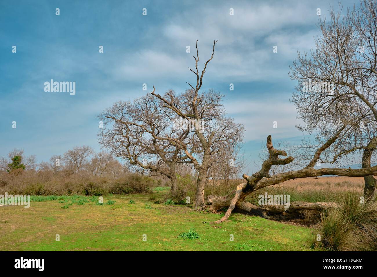 Nature in floodplain in Karacabey Turkey. Trees extends to sky and many ...