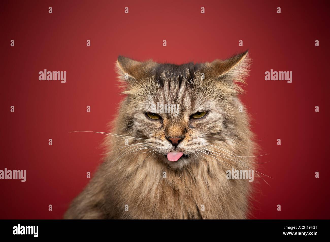 angry tabby norwegian forest cat sticking out tongue on red background ...