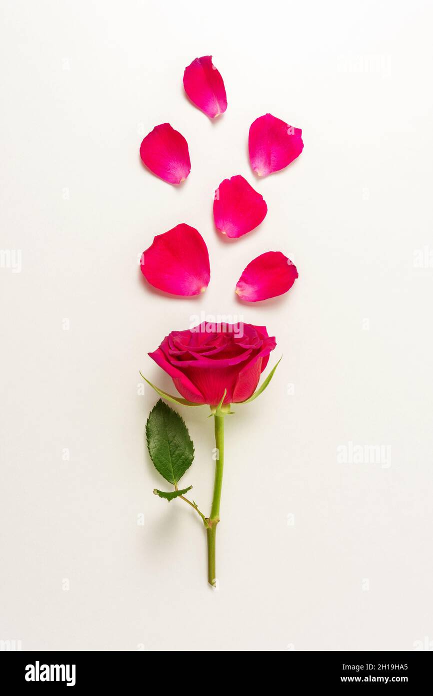 Single Red Rose Petal