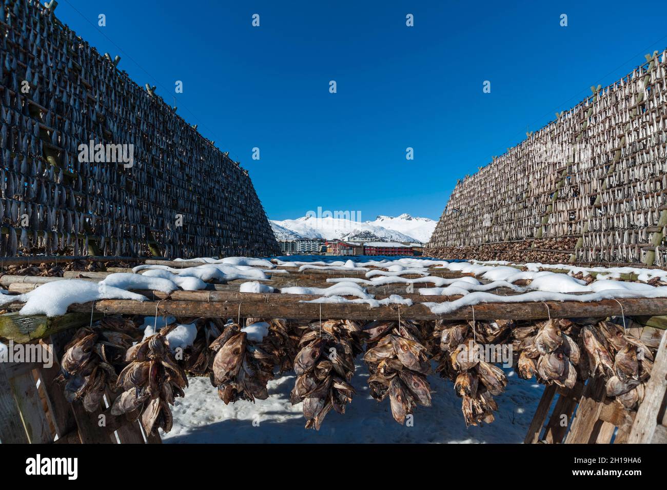 Strings of cod fish heads hanging from a drying rack in the traditional ...
