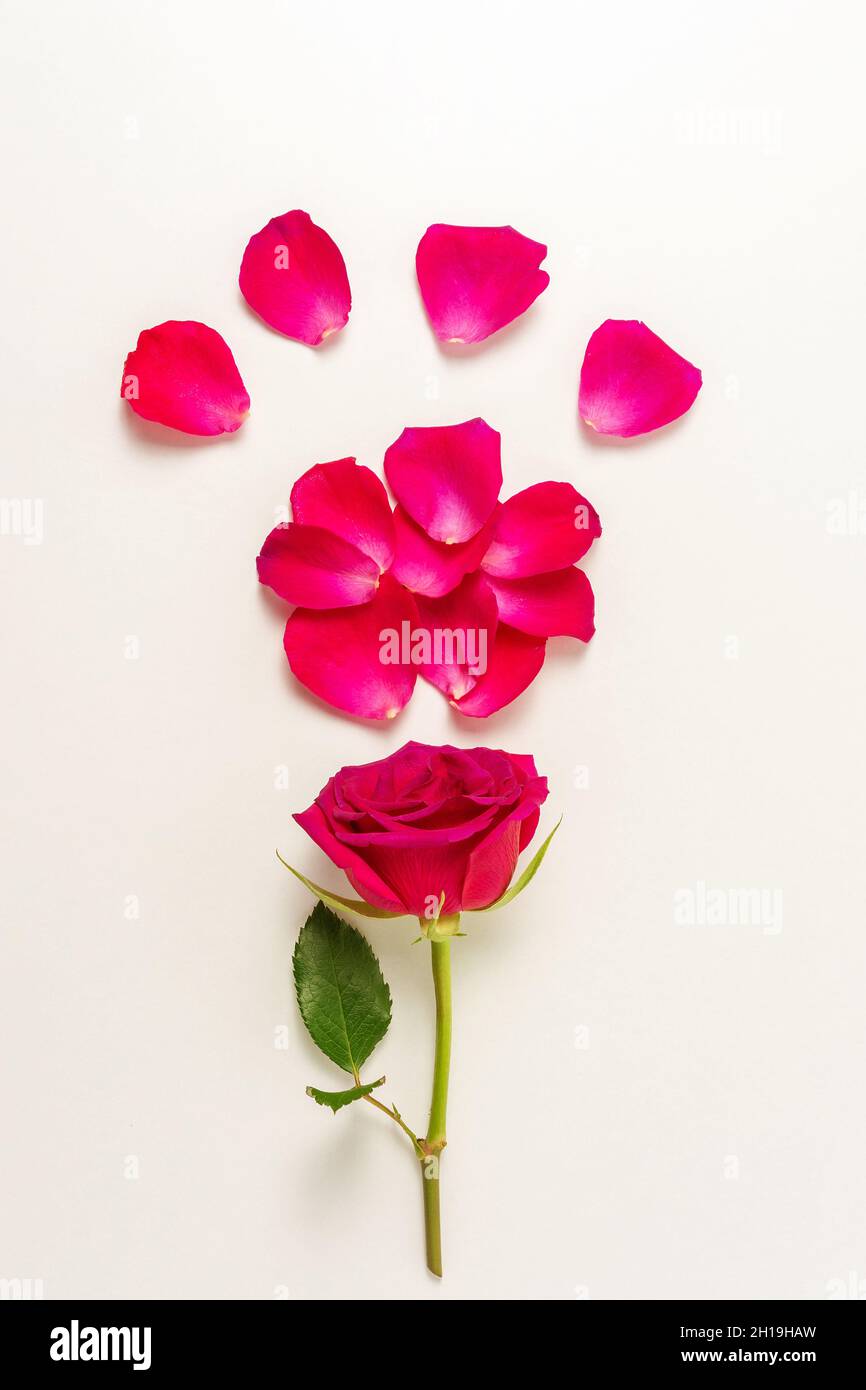 Creative layout made with red rose and roses petals. Minimal nature ...