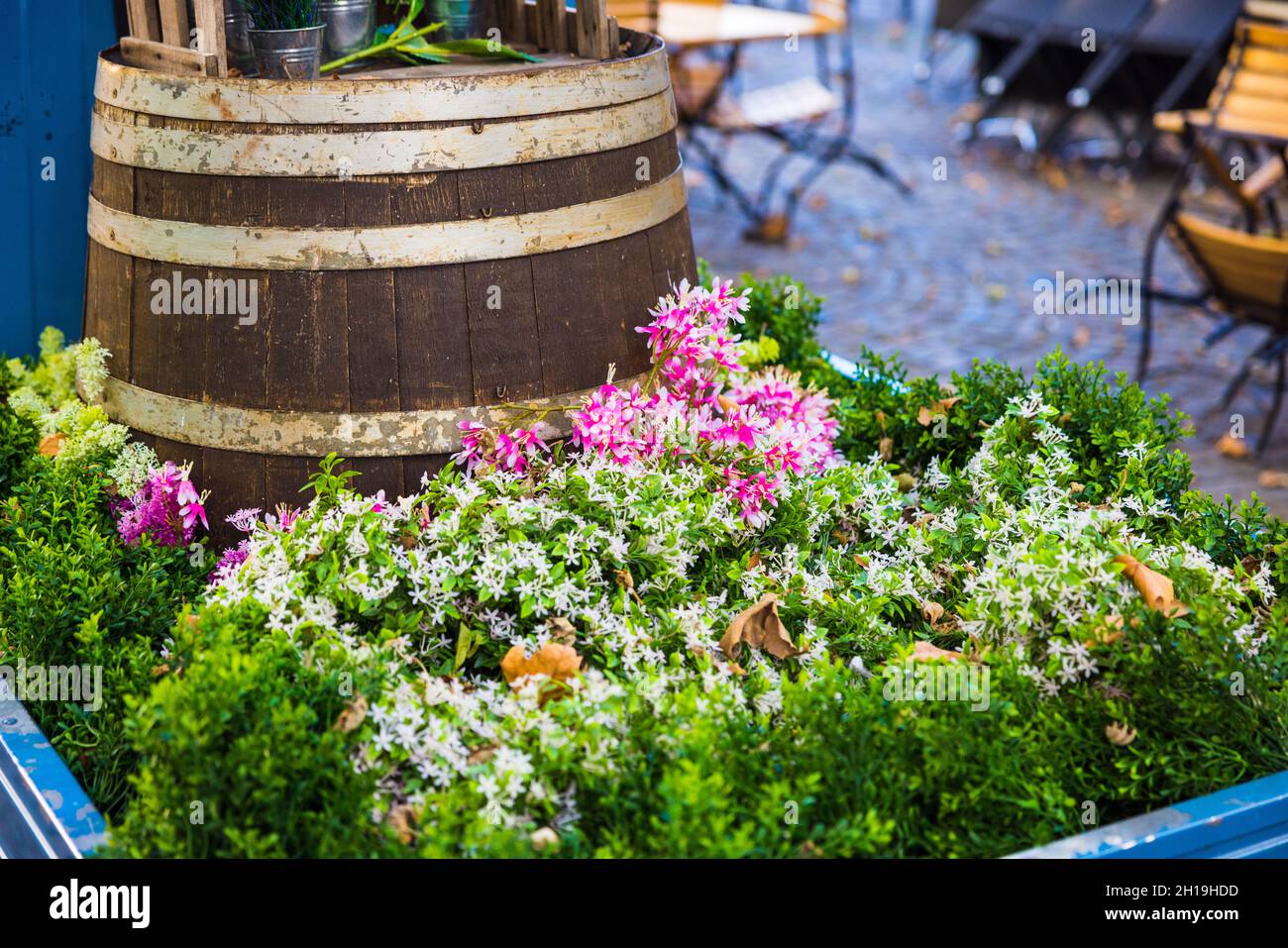 The beautiful pink flowering plants growing beside a barrel in a garden ...