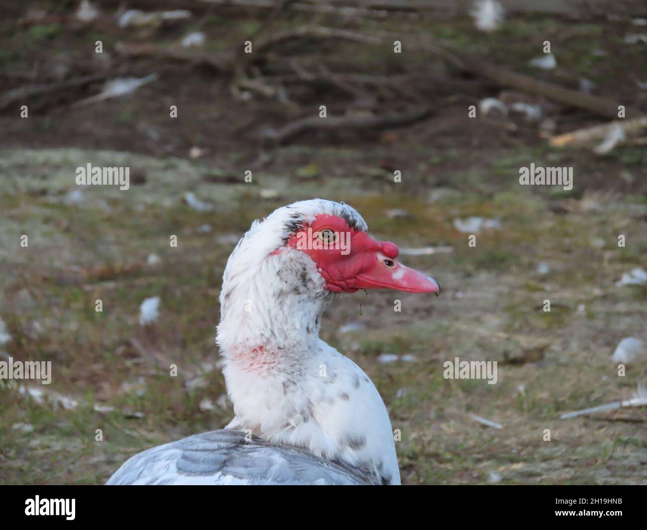 A closeup shot of a duck with beautiful red beak in the nature Stock ...