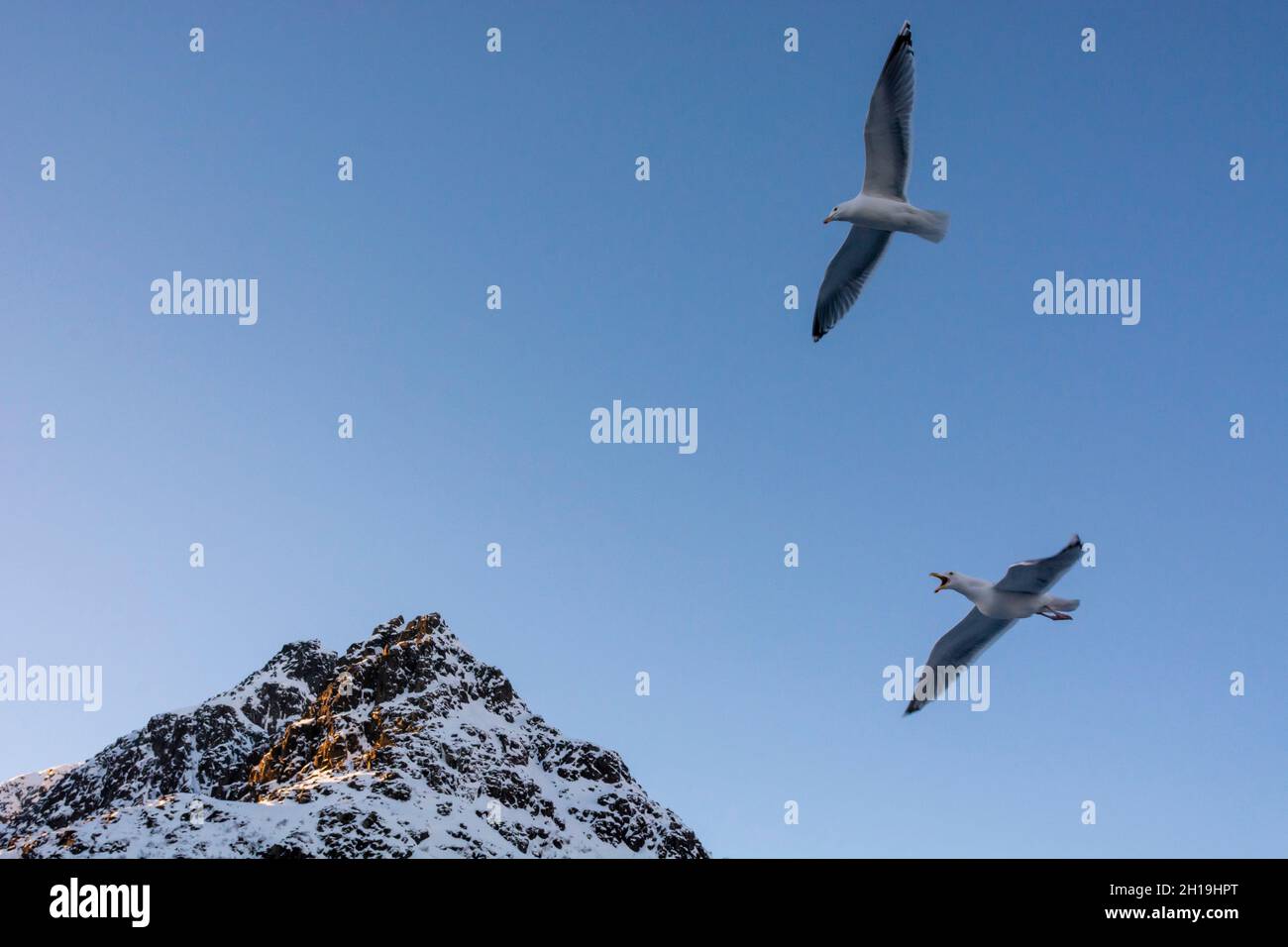 Two seagulls in flight over a snowy mountain peak. Svolvaer, Lofoten ...