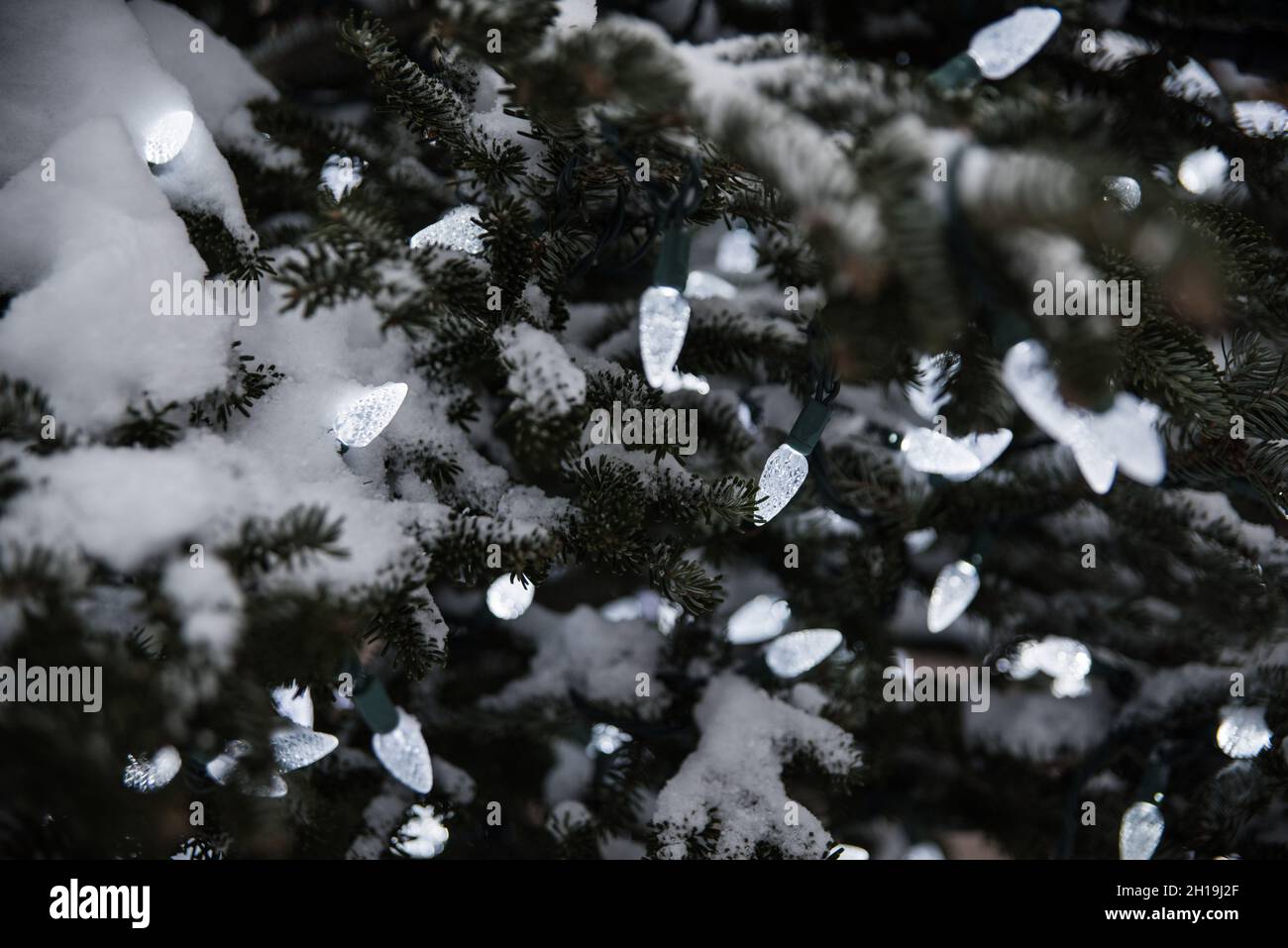 Christmas lights on an outdoor tree covered in snow Stock Photo - Alamy