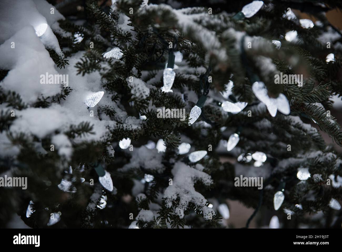 Christmas lights on an outdoor tree covered in snow Stock Photo - Alamy