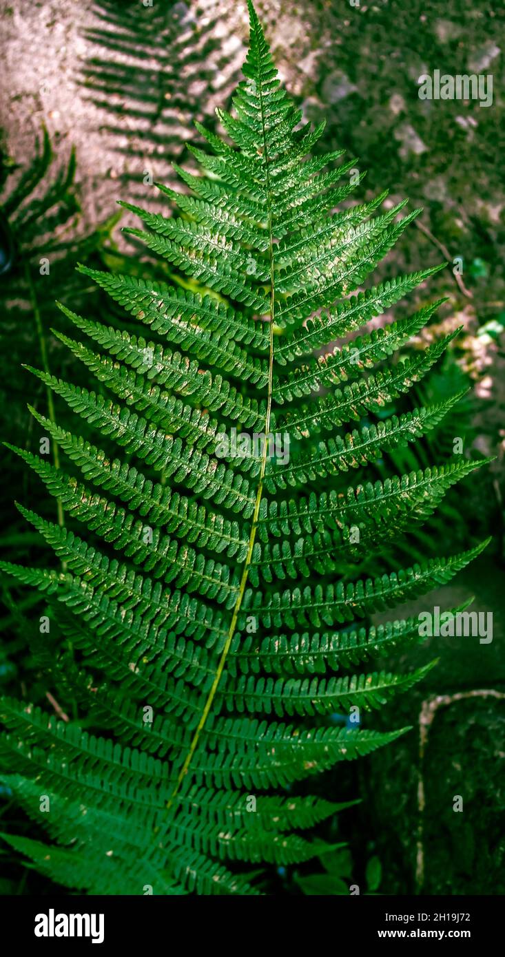A close up shot with a vertical format of a beautiful fern in the day ...