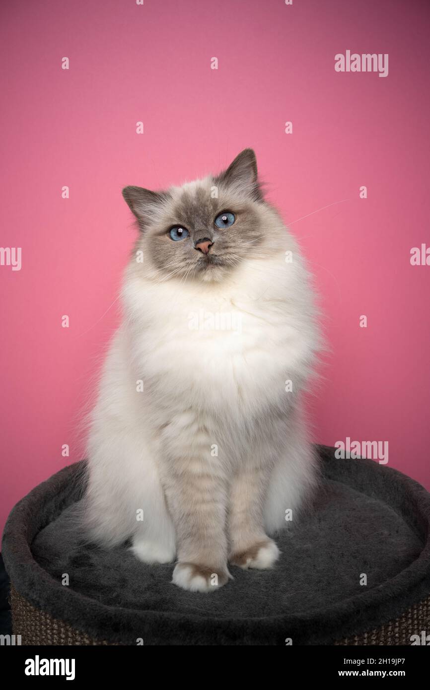 fluffy blue eyed point birman cat sitting on pet bed on pink background ...