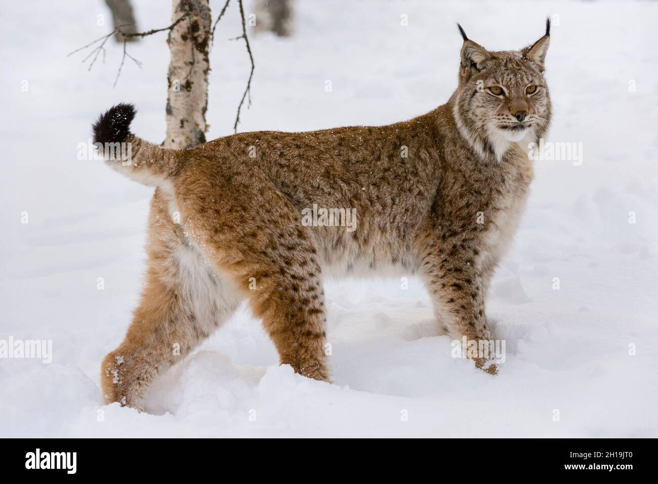 Portrait of a European lynx, Lynx lynx, standing in the snow. Polar ...
