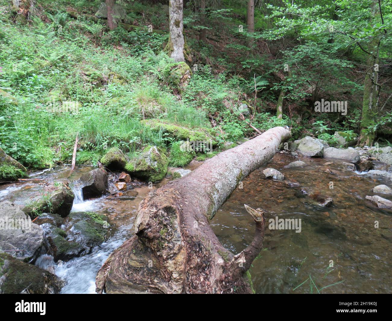 A dead tree trunk fallen on the river Stock Photo - Alamy