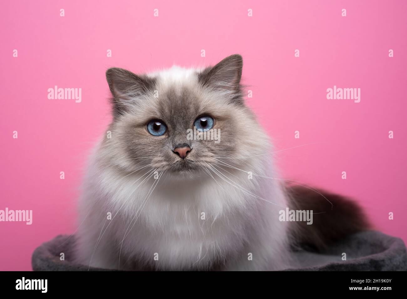 cute fluffy blue point birman cat with blue eyes portrait on pink ...