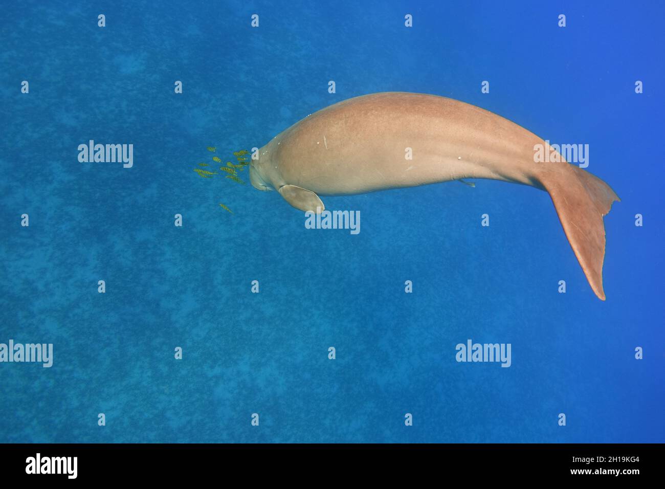 Diving dugong. Marine mammal (Dugong dugon Stock Photo - Alamy