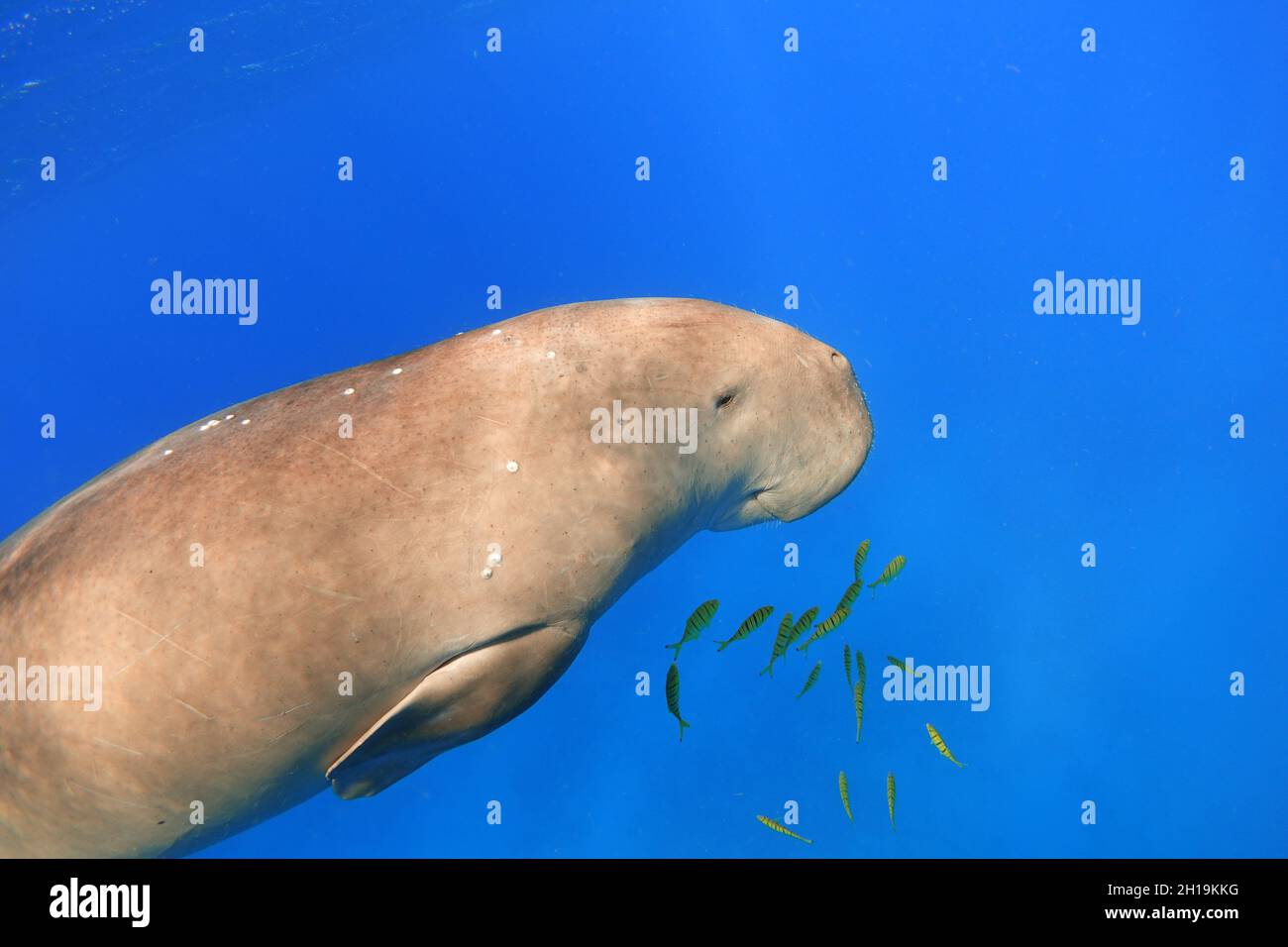 Dugong in the ocean, close up. Marine mammal Stock Photo - Alamy