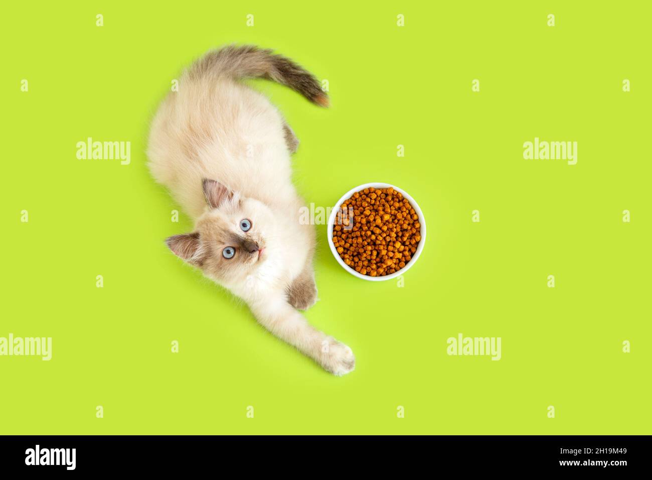 Beautiful fluffy white kitten with bowl of dry food Isolated on colored ...