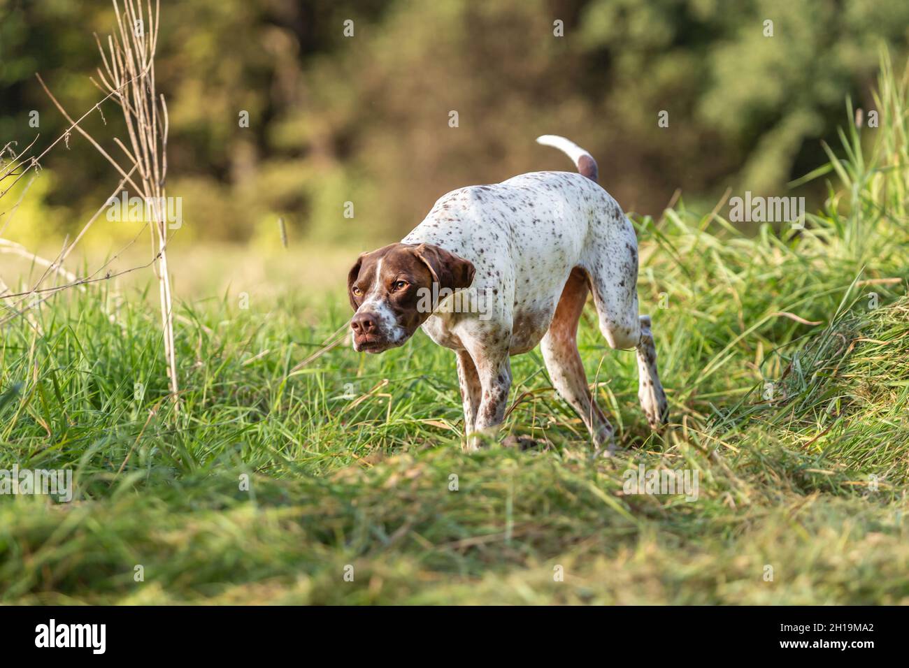 What Color Are Braque Dauvergne Dogs
